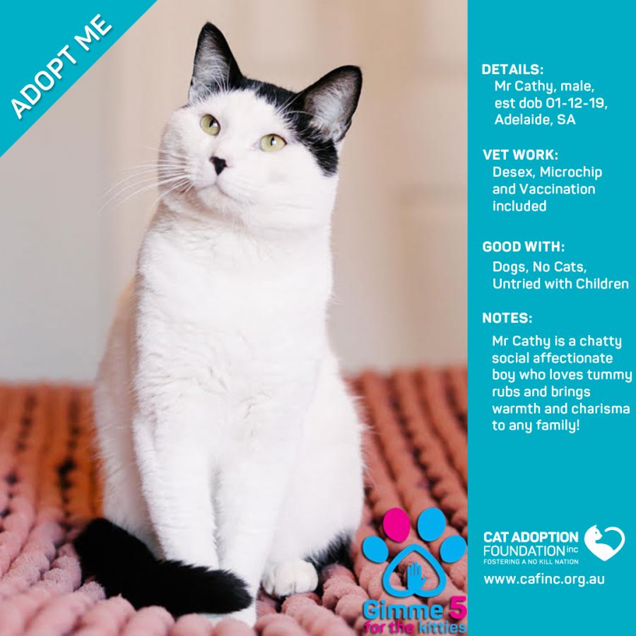 Mr Cathy only $39 Limited Time! - Male Domestic Short Hair Cat in SA ...