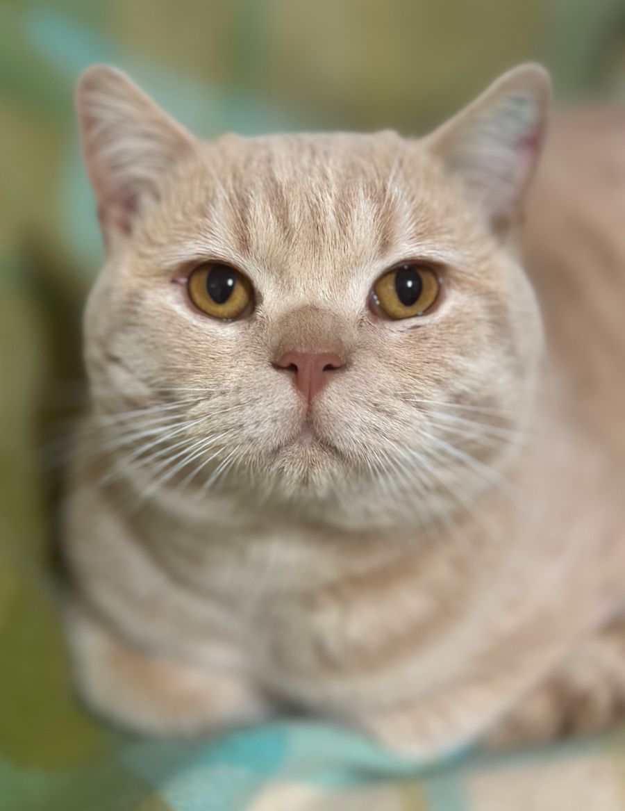 Biscuit - Male British Shorthair Cat in VIC - PetRescue