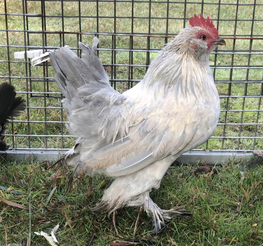 Don - Male Belgian D'uccle Fowl in TAS - PetRescue