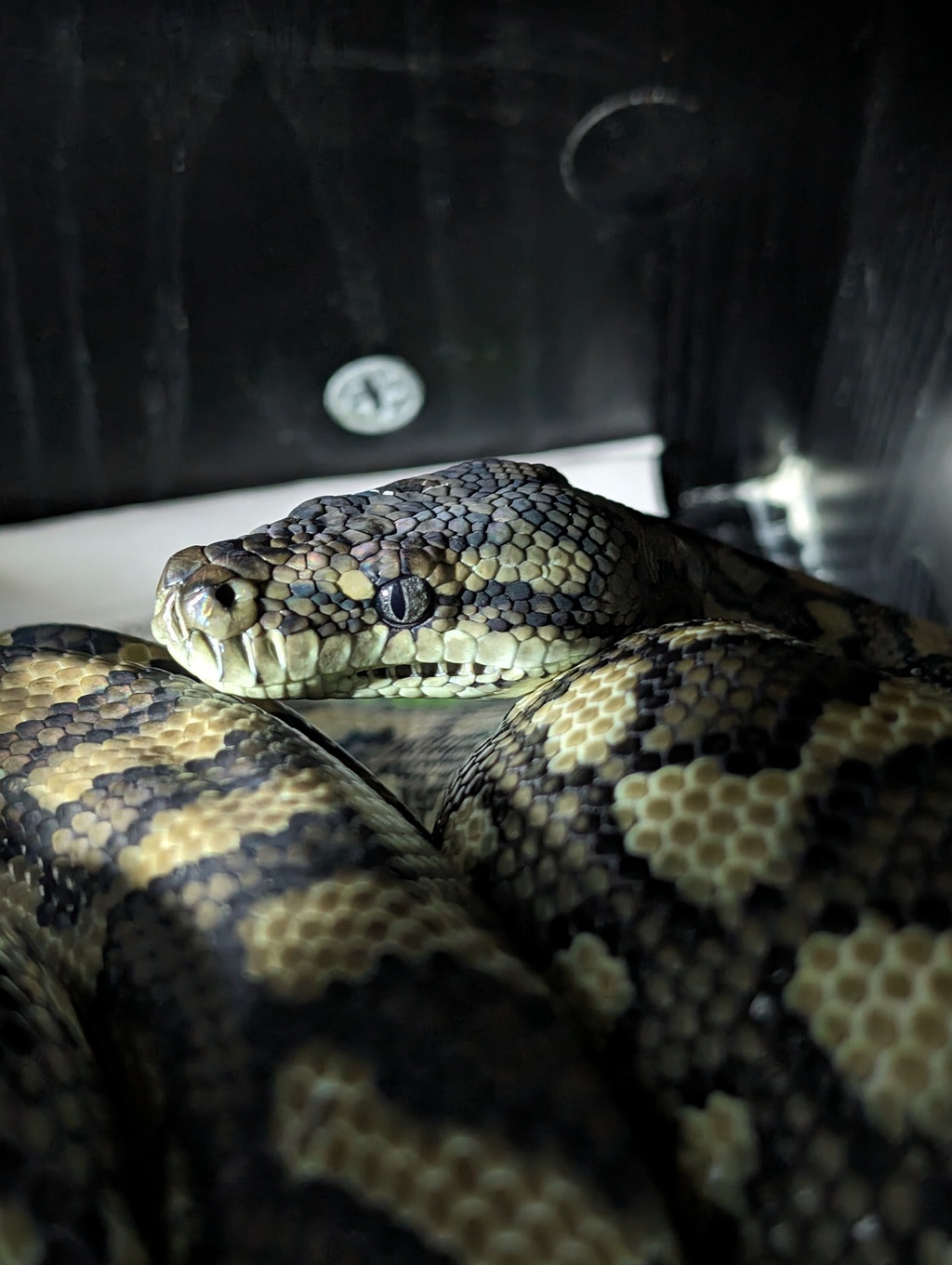 Reginald - Male Python Carpet Mix Reptile in QLD - PetRescue
