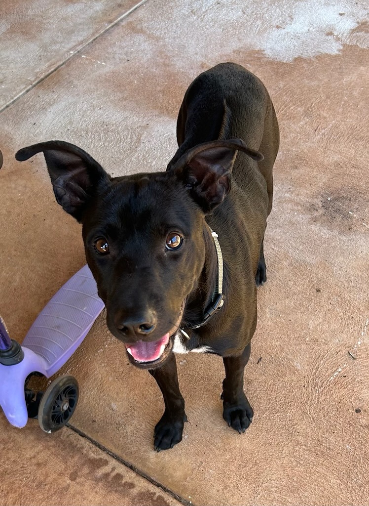Oakley - Large Male Rhodesian Ridgeback x Staffordshire Bull Terrier ...