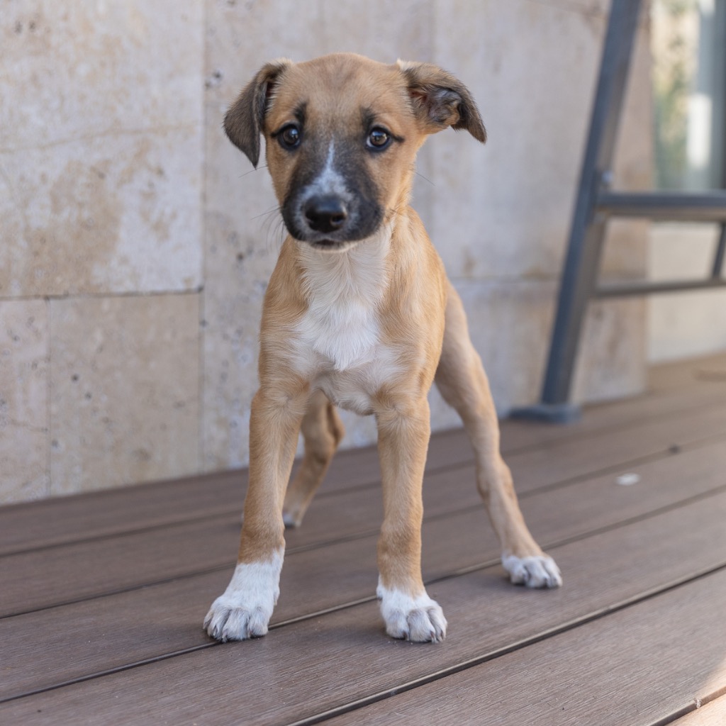 Lottie - Large Female Mixed Breed Mix Dog in WA - PetRescue