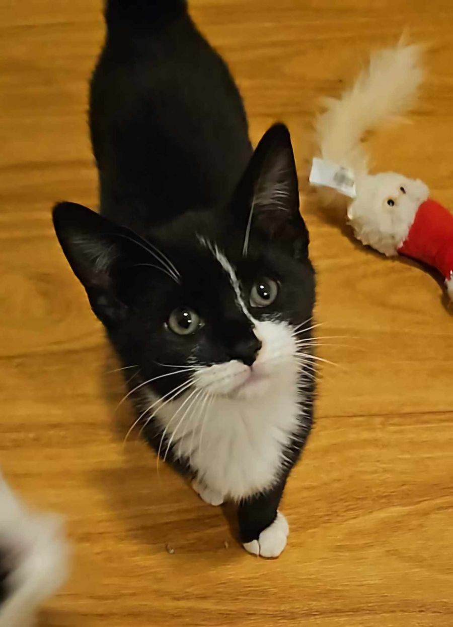 Blaze - Male Domestic Short Hair Cat in SA - PetRescue