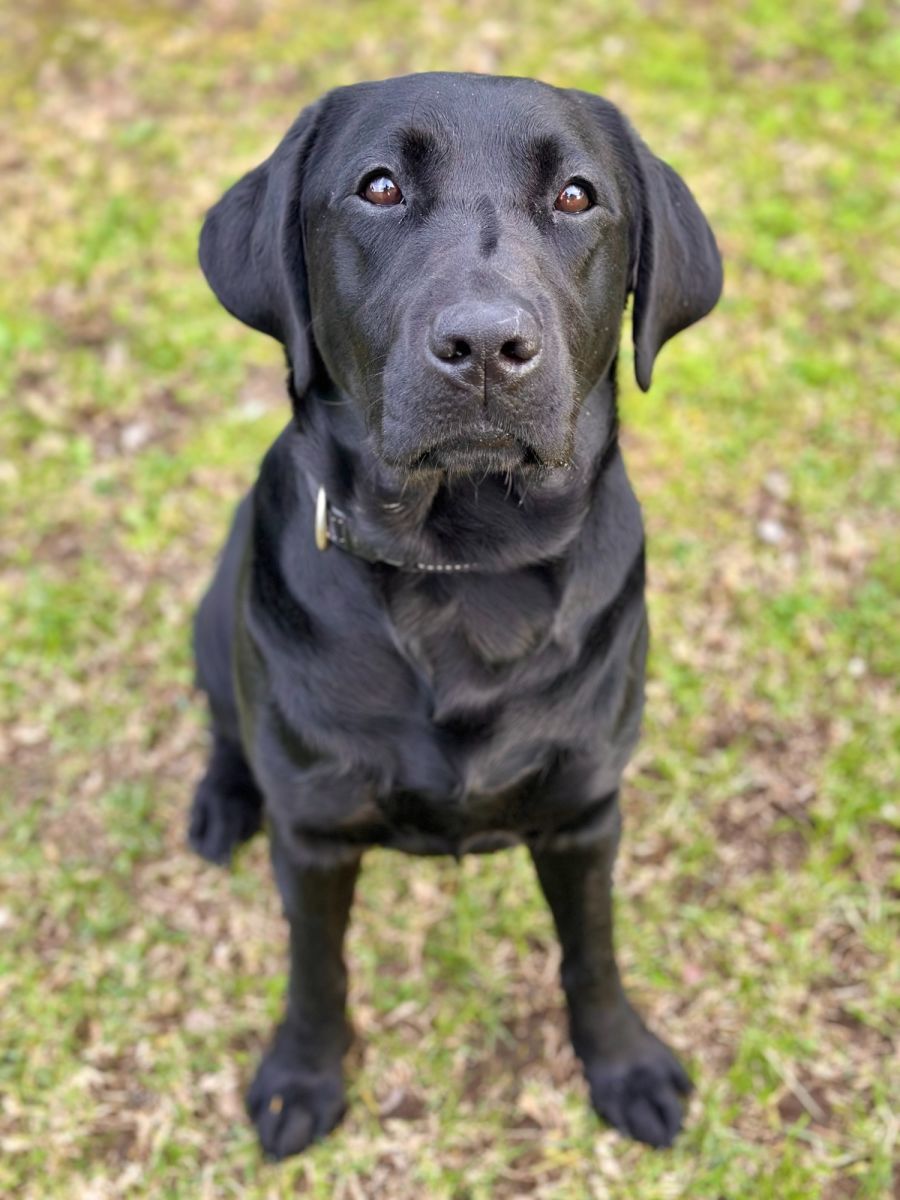 Luna - Medium Female Labrador Dog in NSW - PetRescue