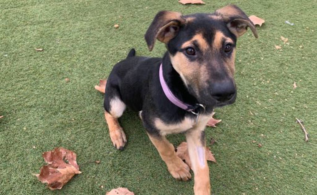 Kimba - Large Female German Shepherd Mix Dog in VIC - PetRescue