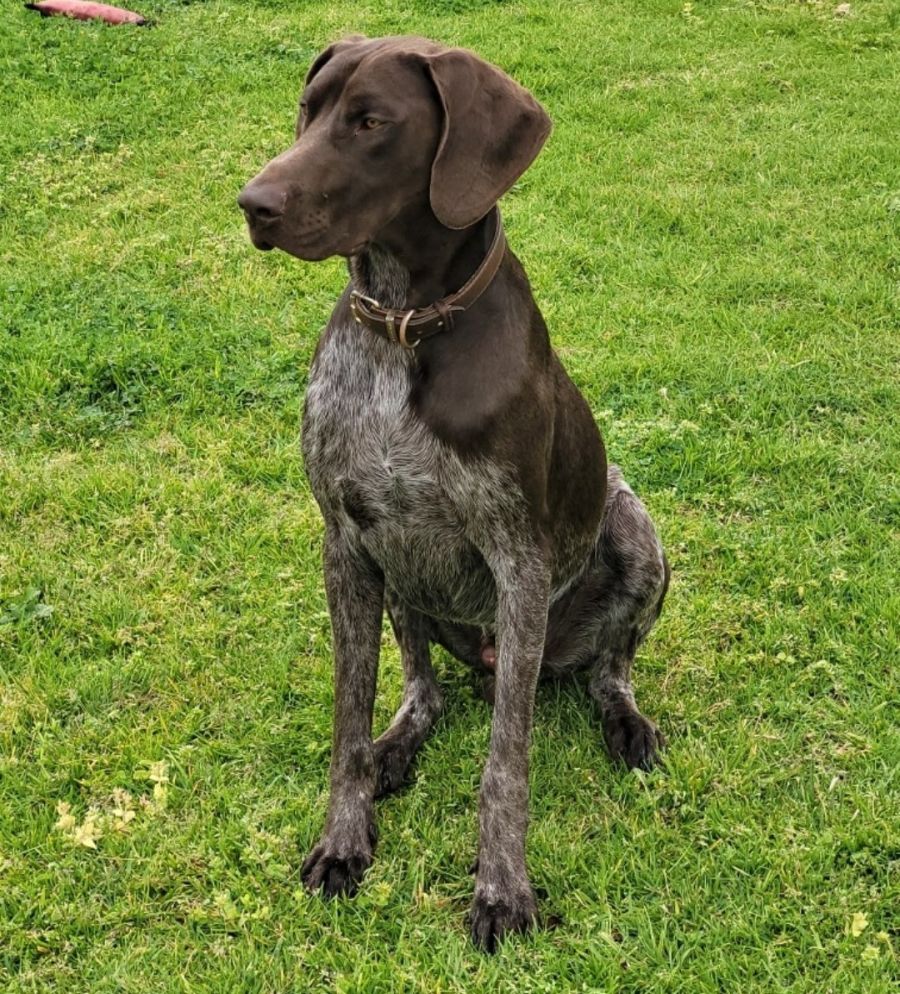 Trigger Haliwell - Medium Male German Shorthaired Pointer Mix Dog in ...