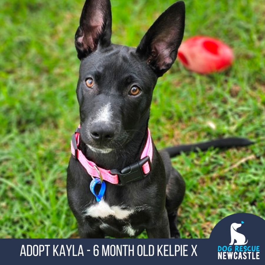 Kayla - 6 Month Old Kelpie X (Trial) - Medium Female Kelpie Mix Dog in ...