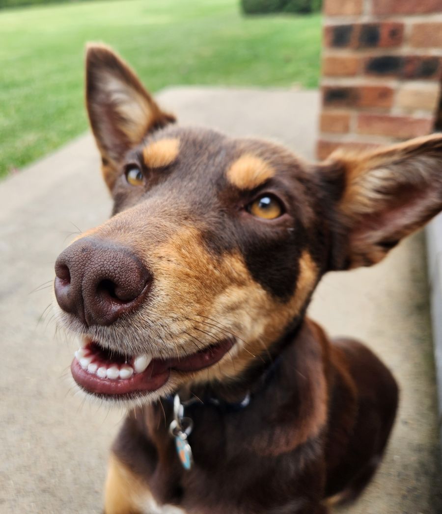 Julep - Medium Female Kelpie Dog in NSW - PetRescue