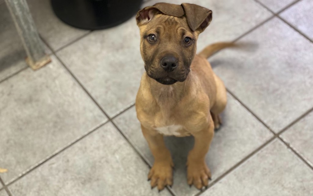 Marshall - Large Male Rhodesian Ridgeback x Staffy Mix Dog in VIC ...