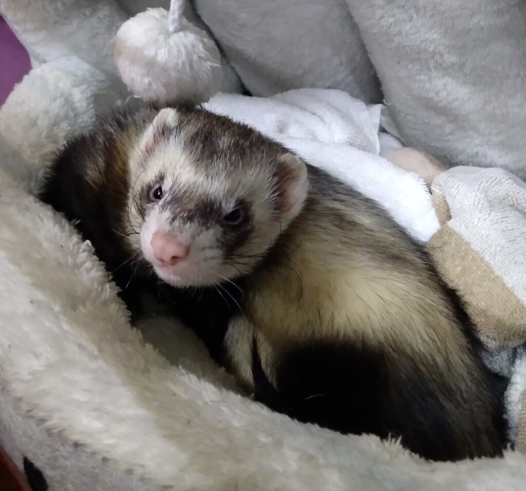 Cake - Male Ferret Rodent in VIC - PetRescue