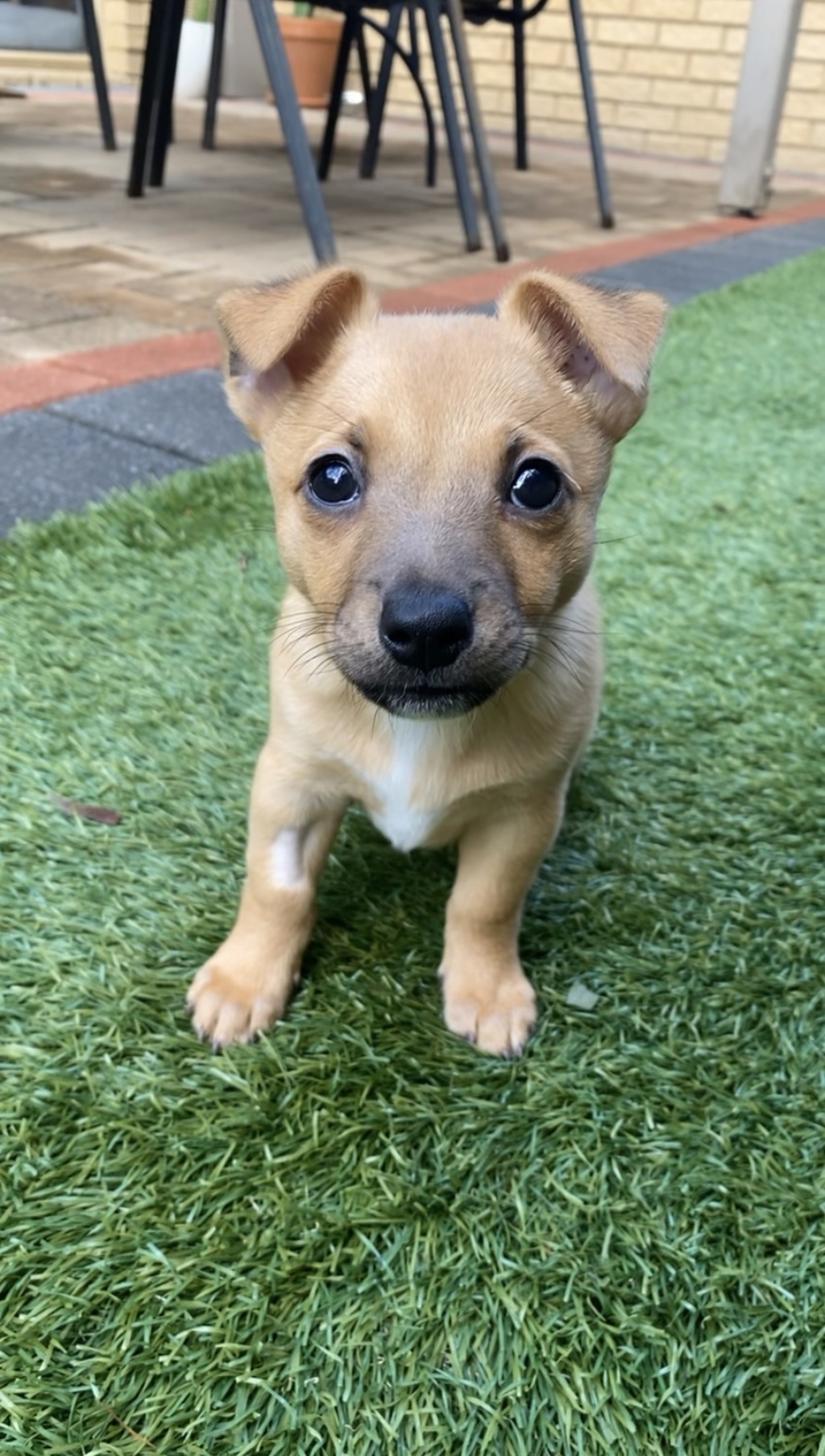 Tully - Small Female Small Crossbreed Mix Dog in WA - PetRescue