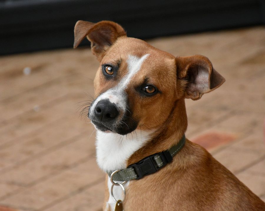 Benji - Small Male Jack Russell Terrier Mix Dog in NSW - PetRescue