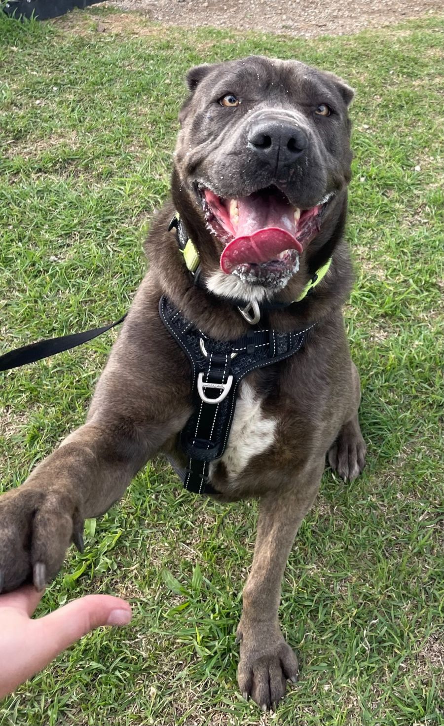 Stella - 62825 - Large Female Italian Corso Dog Dog in VIC - PetRescue