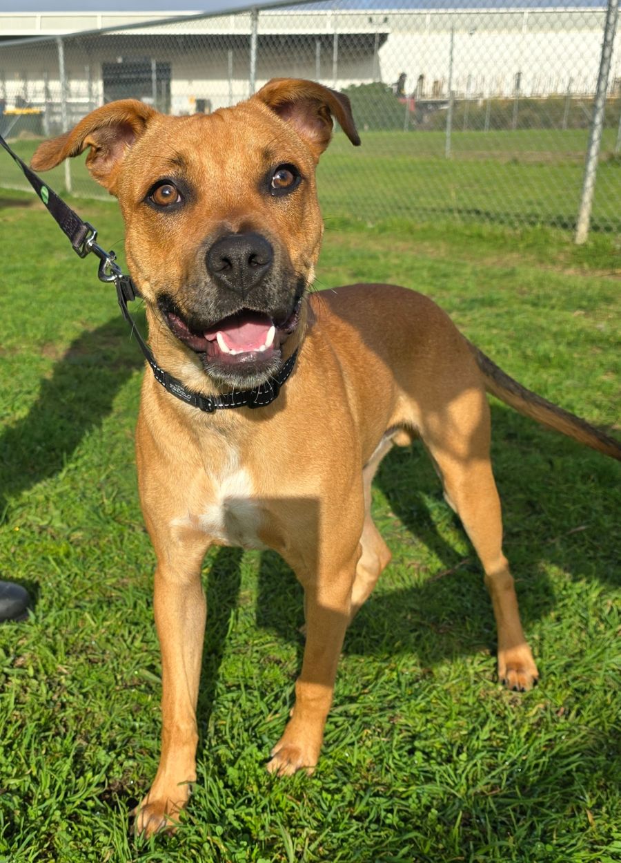 Garry - 63425 - Medium Male Staffy Dog in VIC - PetRescue