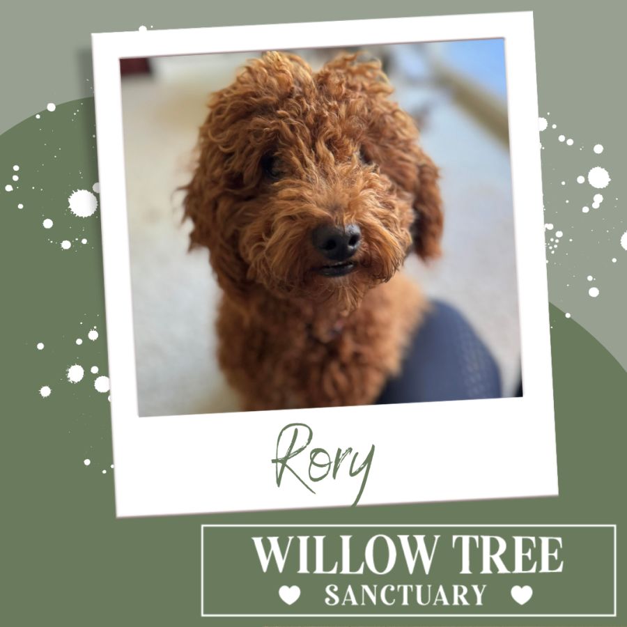 Rory - Small Male Poodle Dog in NSW - PetRescue