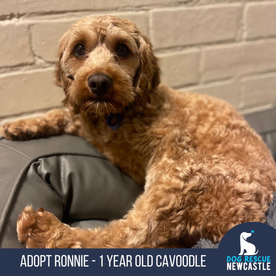 Ronnie - 1 Year Old Cavoodle (Trial) - Medium Male Cavalier King ...