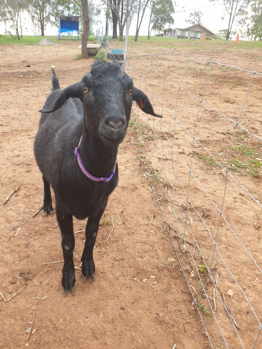 Chopper - Male Goat in QLD - PetRescue