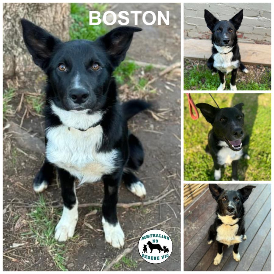 Boston - Medium Male Border Collie Mix Dog in VIC - PetRescue
