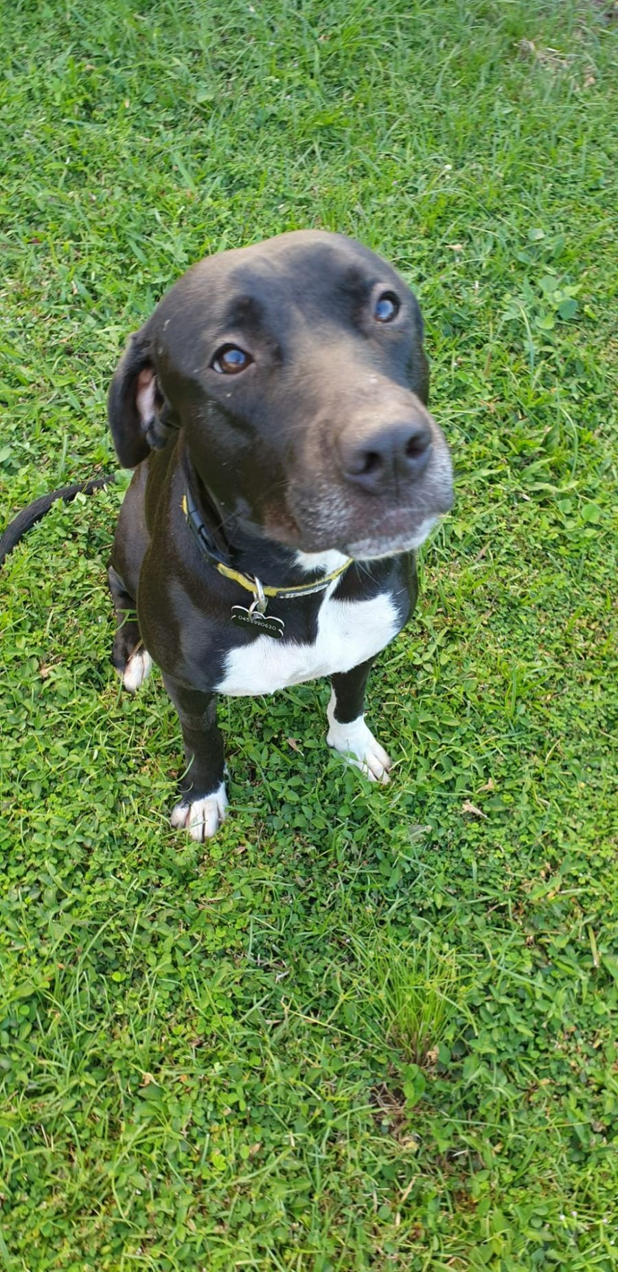 Maggie - Large Female Staffy x Labrador Mix Dog in QLD - PetRescue
