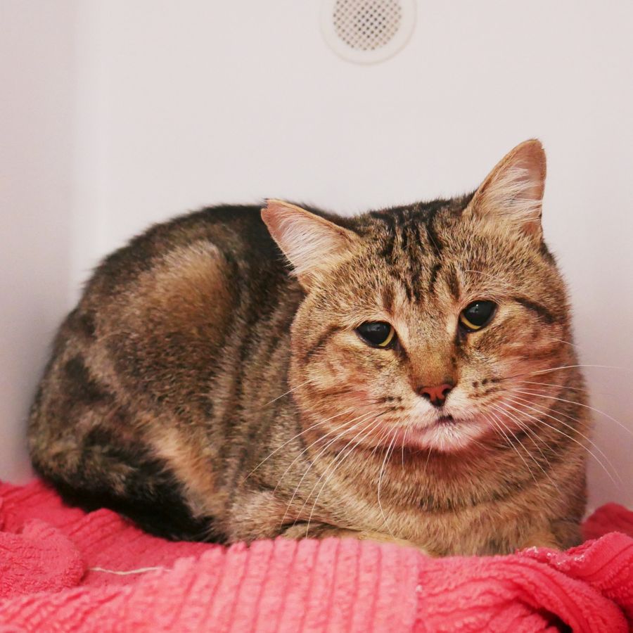 Blu rsta012476 - Male Domestic Short Hair Cat in VIC - PetRescue