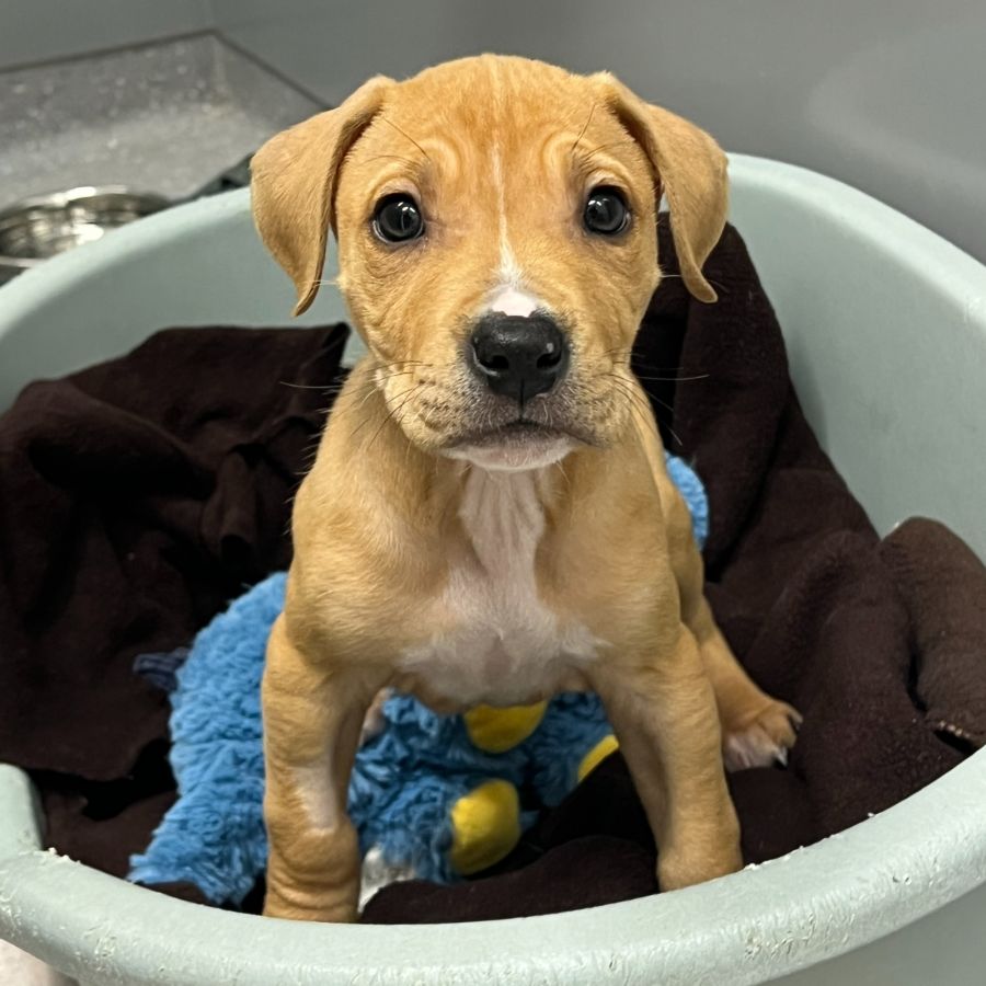 Kuba - Large Male American Staffordshire Terrier Dog in VIC - PetRescue