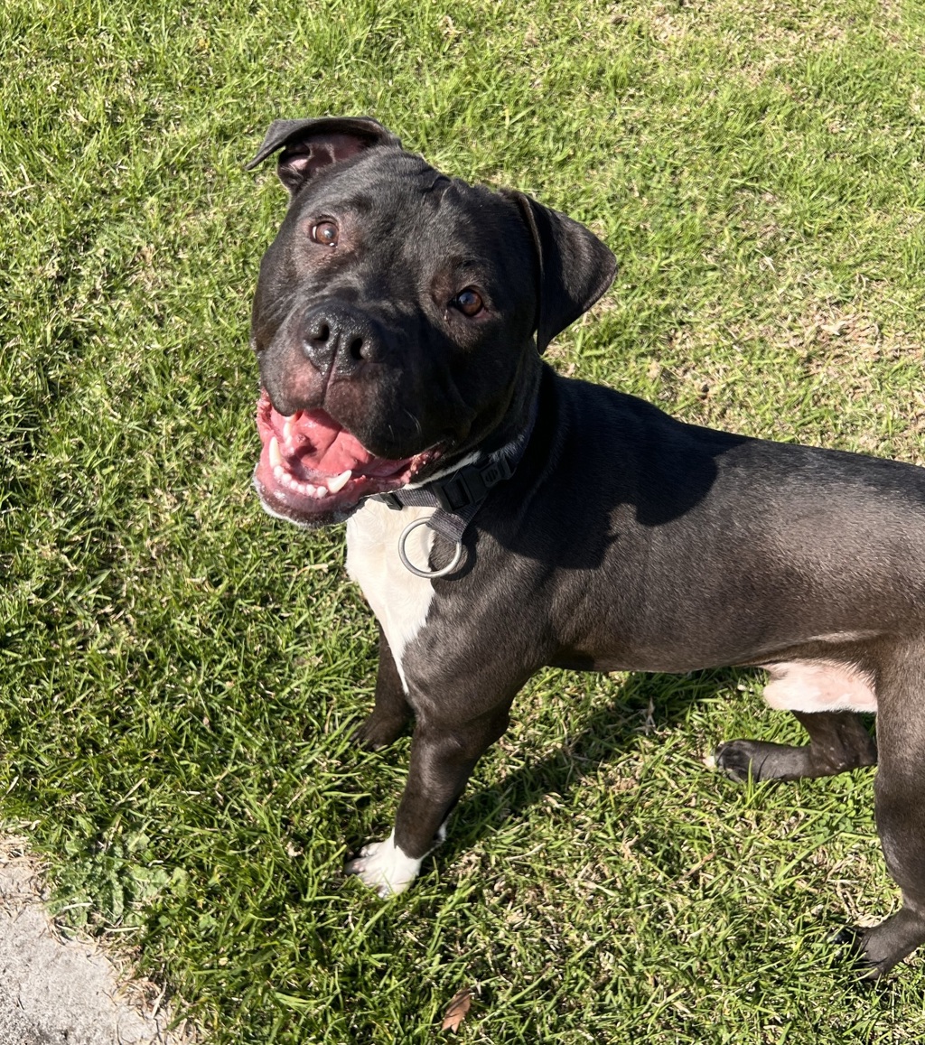 Moose - Medium Male Boxer x Staffordshire Bull Terrier Mix Dog in VIC ...