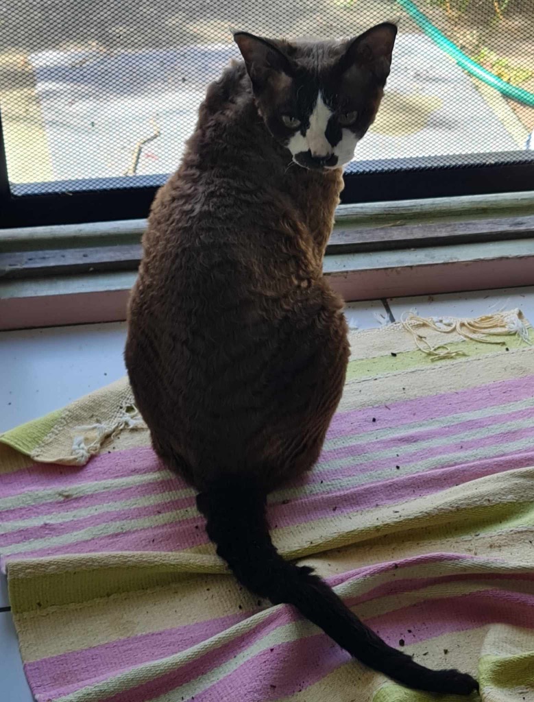 Riley - In Foster - Male Devon Rex Mix Cat in TAS - PetRescue