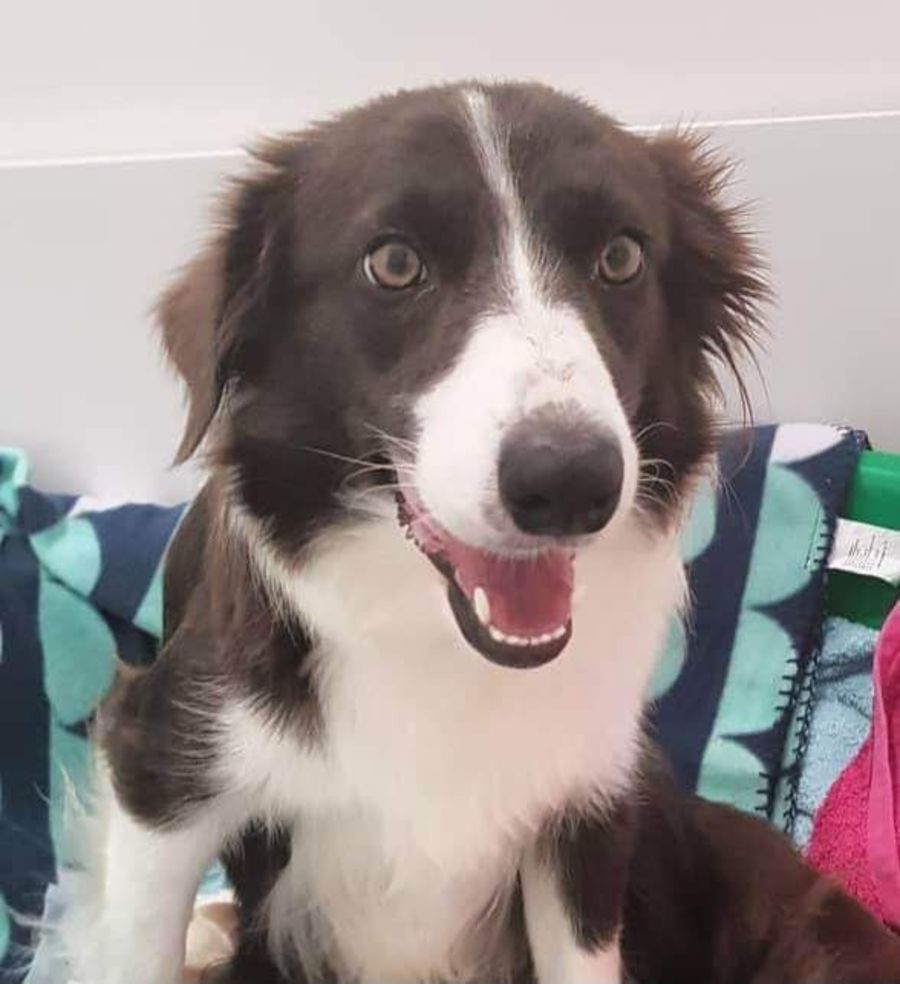 Heidi - Large Female Border Collie Dog in QLD - PetRescue