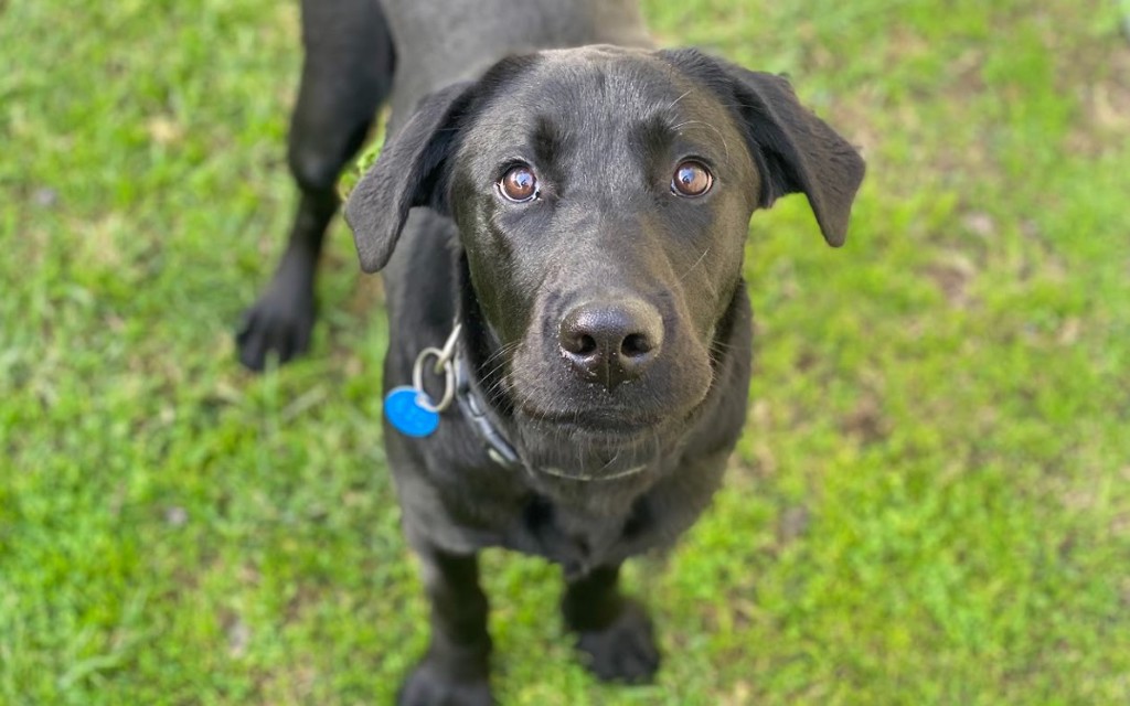 Nugget - Large Male Labrador Mix Dog in VIC - PetRescue