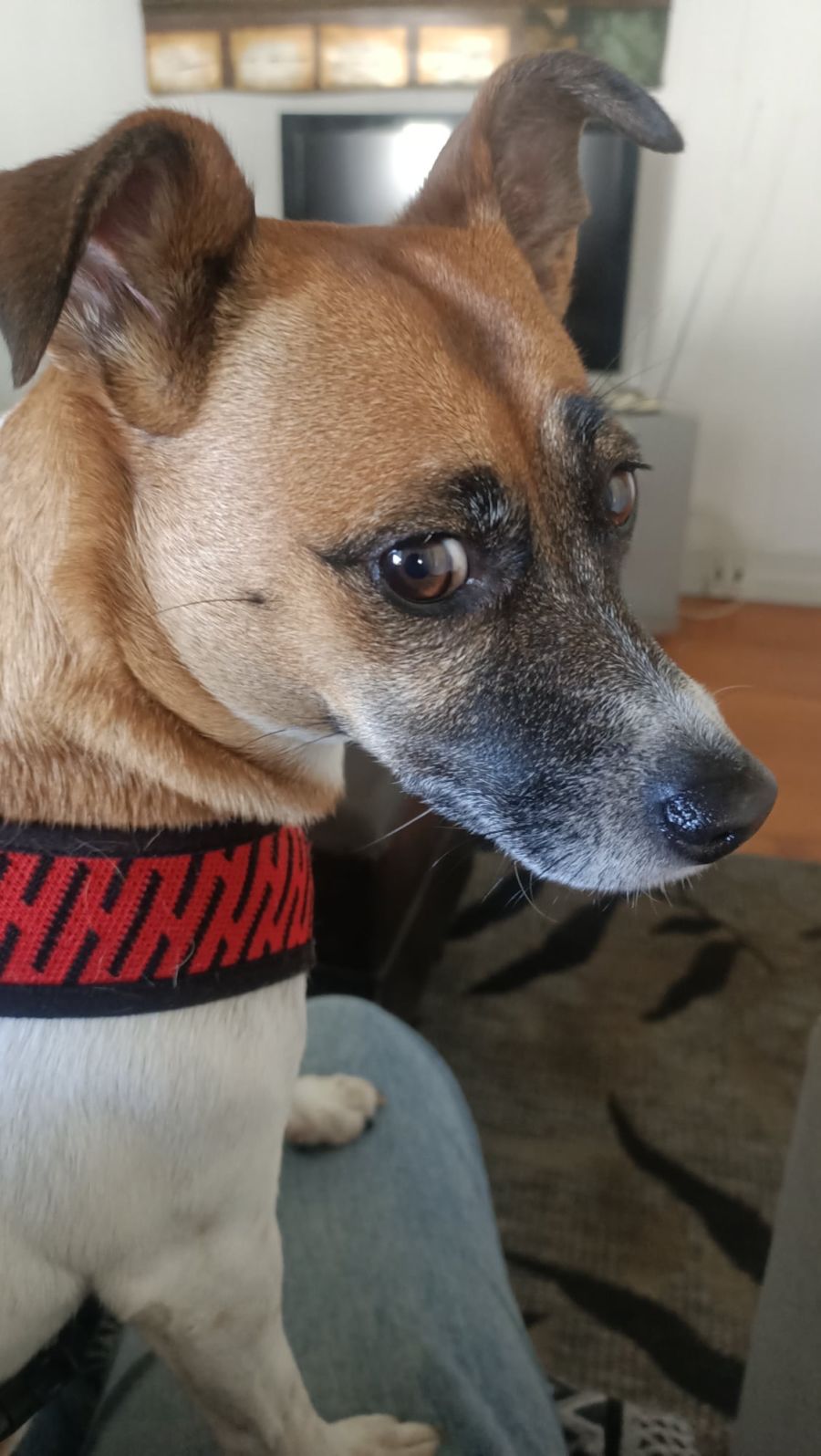 Zula - Small Female Jack Russell Terrier Mix Dog in QLD - PetRescue