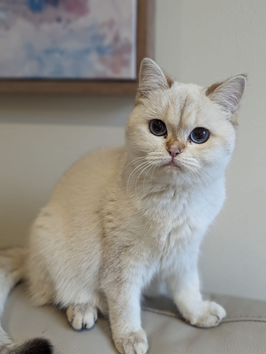 Honey - Female British Shorthair Cat in NSW - PetRescue