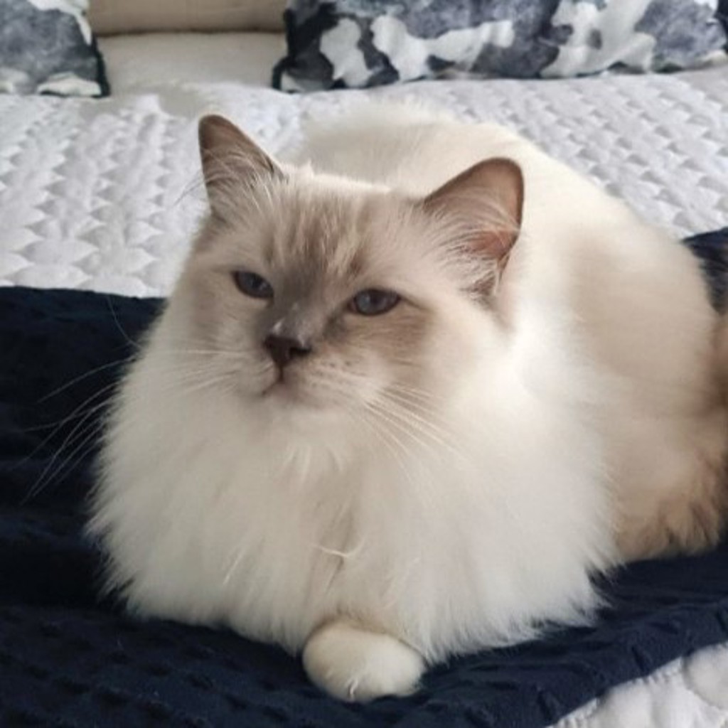 Lilly - Female Ragdoll Mix Cat in NSW - PetRescue