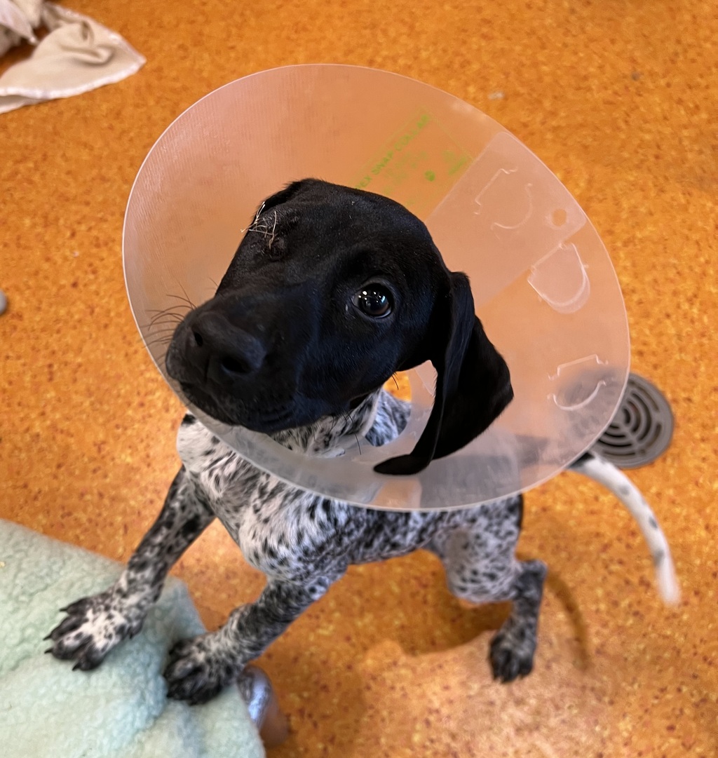 Morgan - Medium Female German Shorthaired Pointer Mix Dog in QLD ...