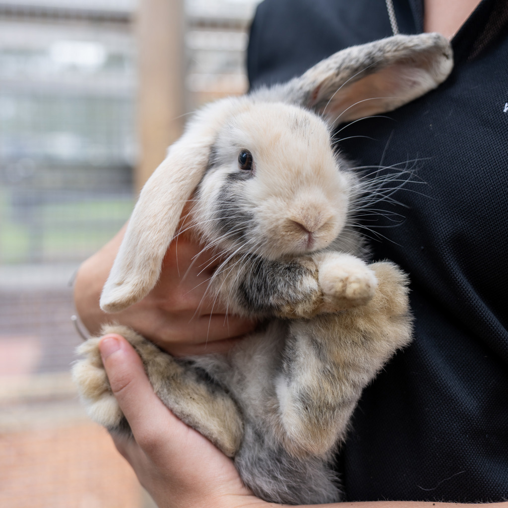 Dice - Male Lop Eared Mix Rabbit in NSW - PetRescue