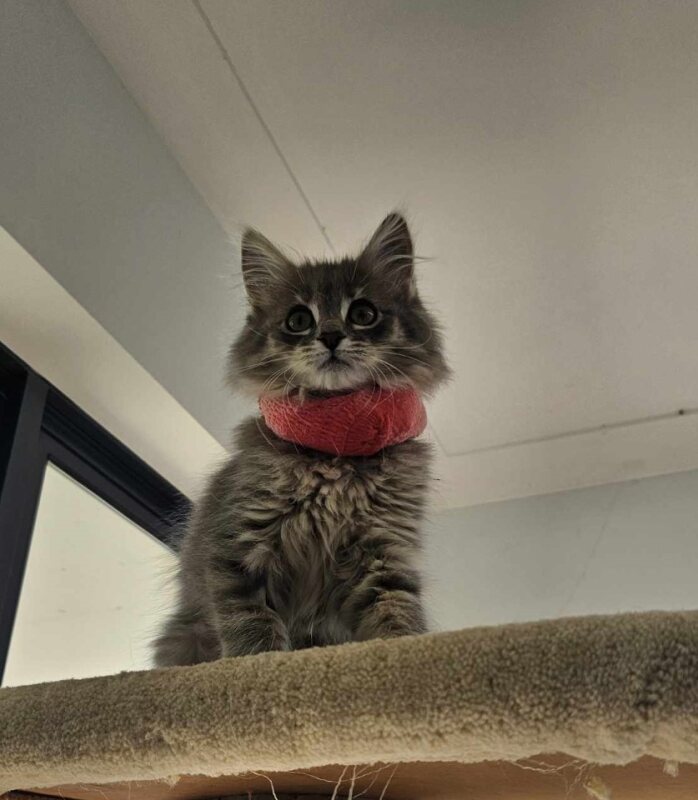 Harper - Female Domestic Medium Hair Cat in NSW - PetRescue