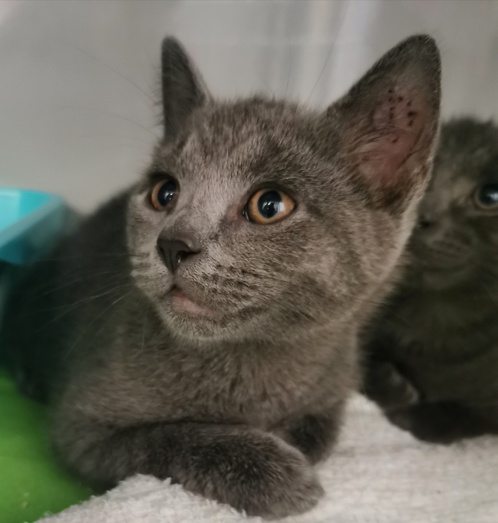 RSPCA Noosa - PetRescue