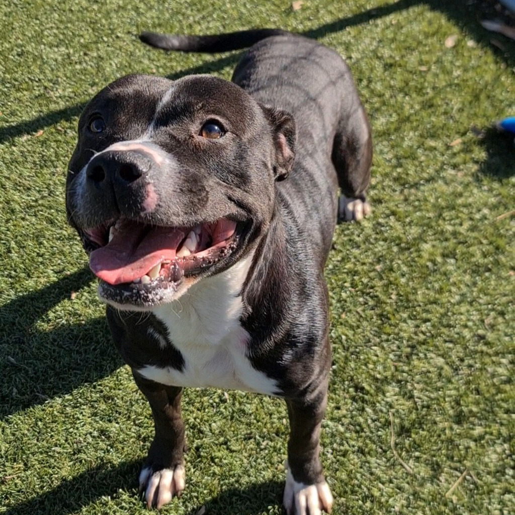 Pete - Medium Male Staffy Mix Dog in VIC - PetRescue