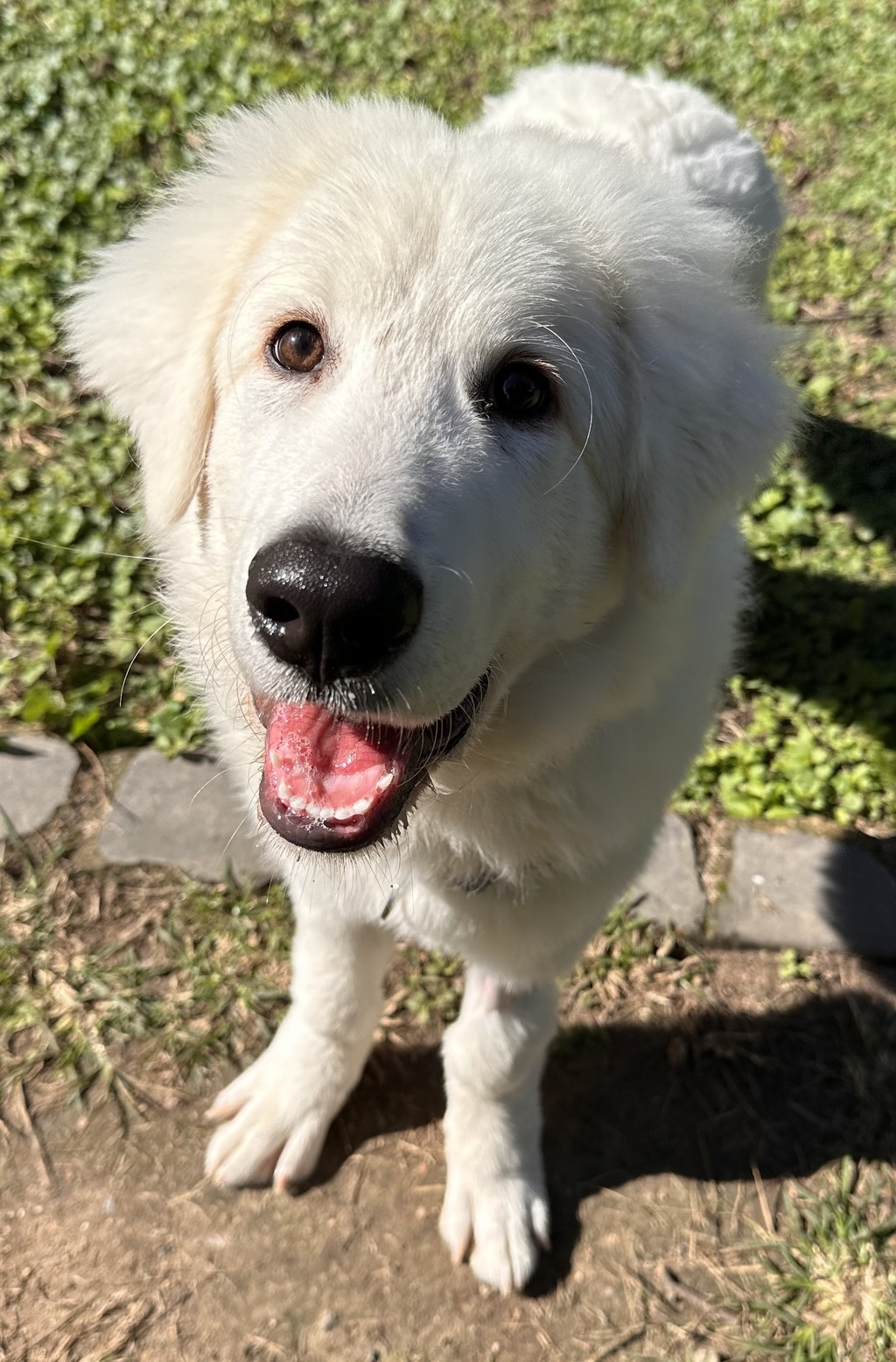 Leo - Large Male Maremma Sheepdog Mix Dog in QLD - PetRescue