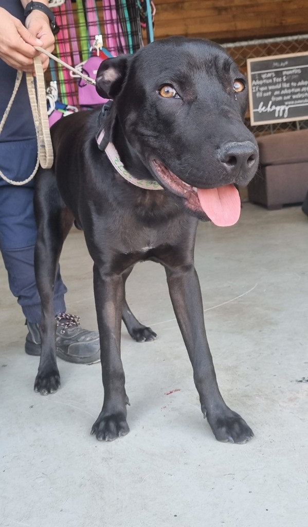 Paws Darwin - PetRescue