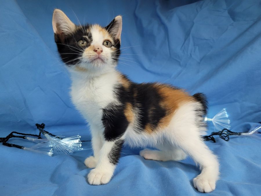 Treska - Female Manx Mix Cat in QLD - PetRescue