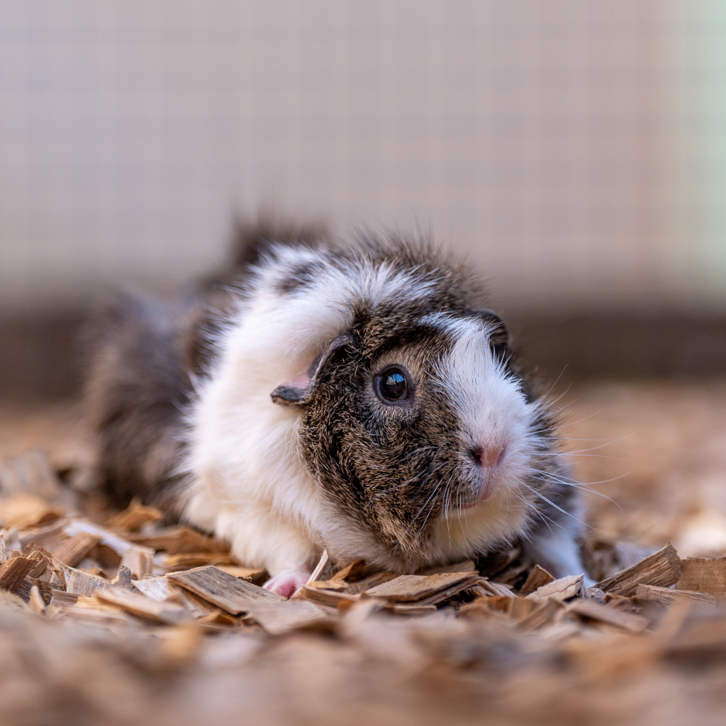 Chrysalis - Female Short-hair Abyssinian Mix Guinea Pig in NSW - PetRescue