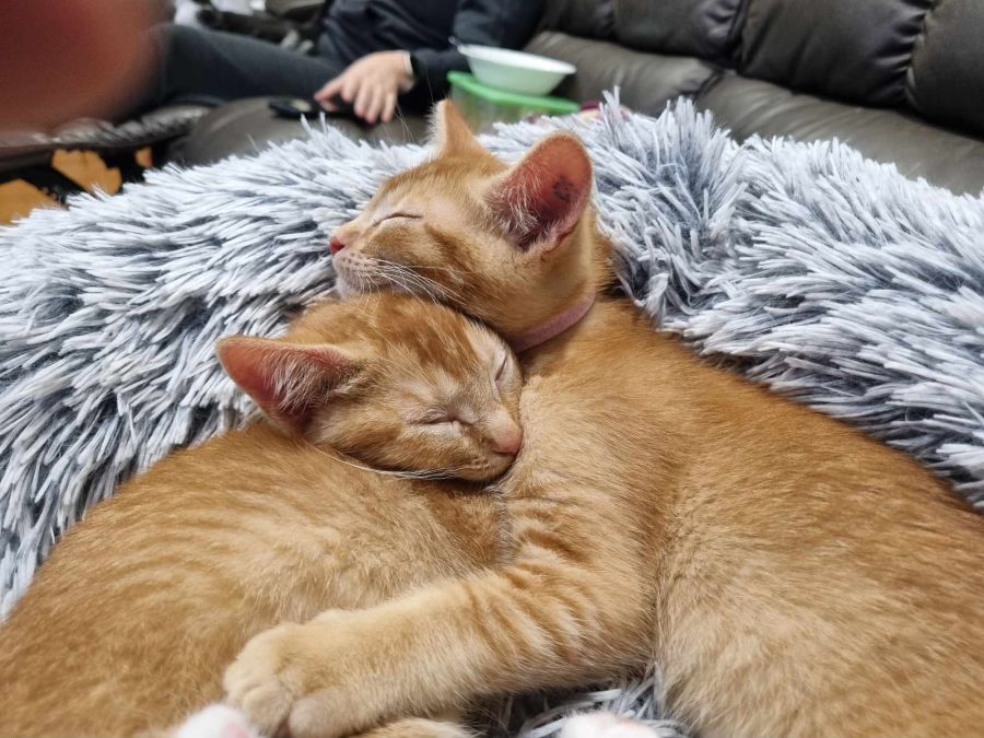 Kenai and Kofi - Male Domestic Short Hair Cat in VIC - PetRescue