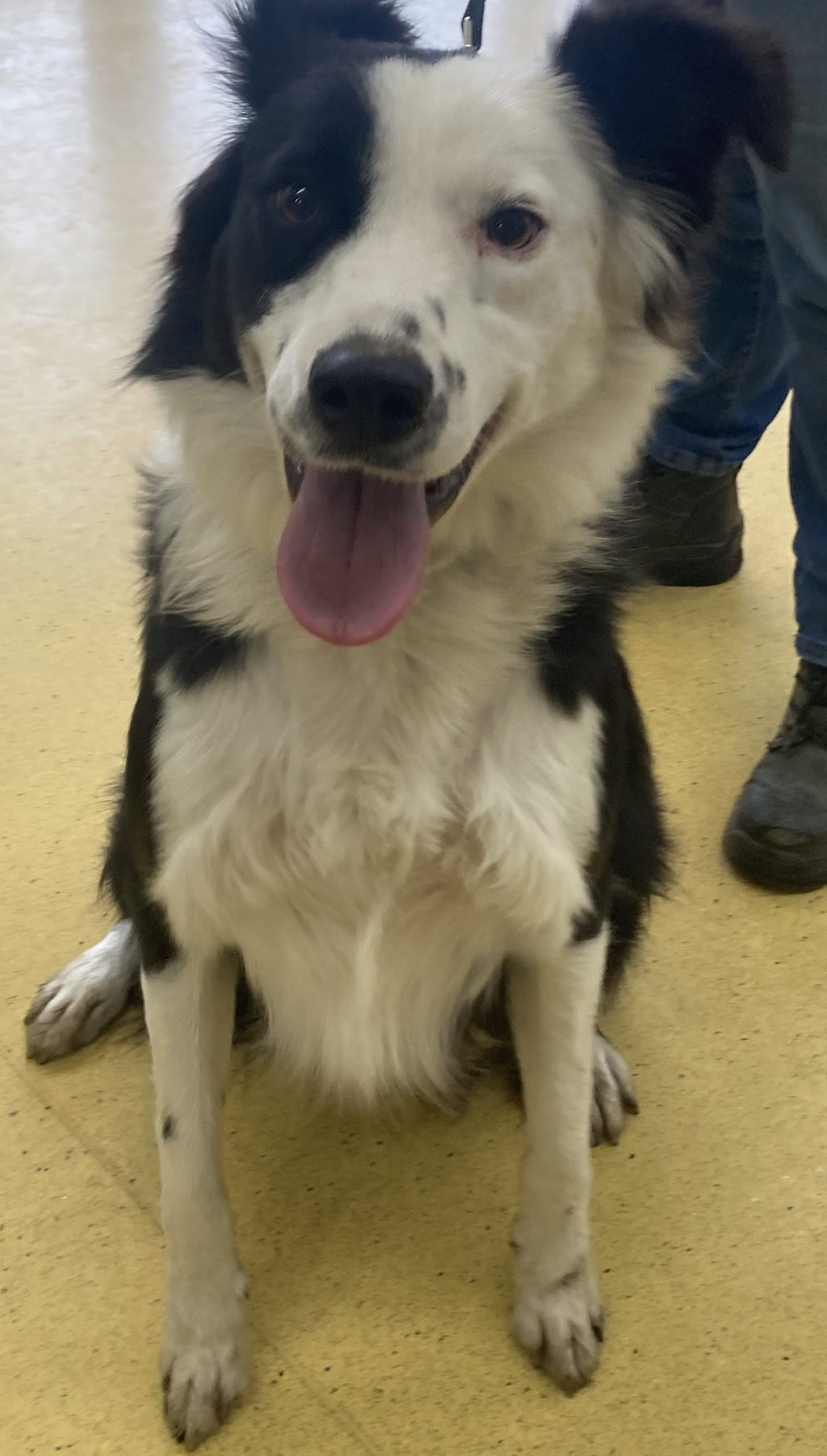 Brian - Medium Male Border Collie Mix Dog in VIC - PetRescue