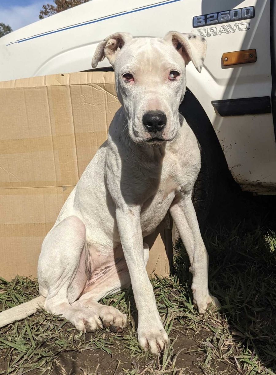 Amari - Medium Female Staffy x Boxer Mix Dog in NSW - PetRescue