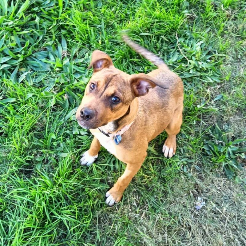 Bambi - Large Female Rhodesian Ridgeback Dog in NSW - PetRescue