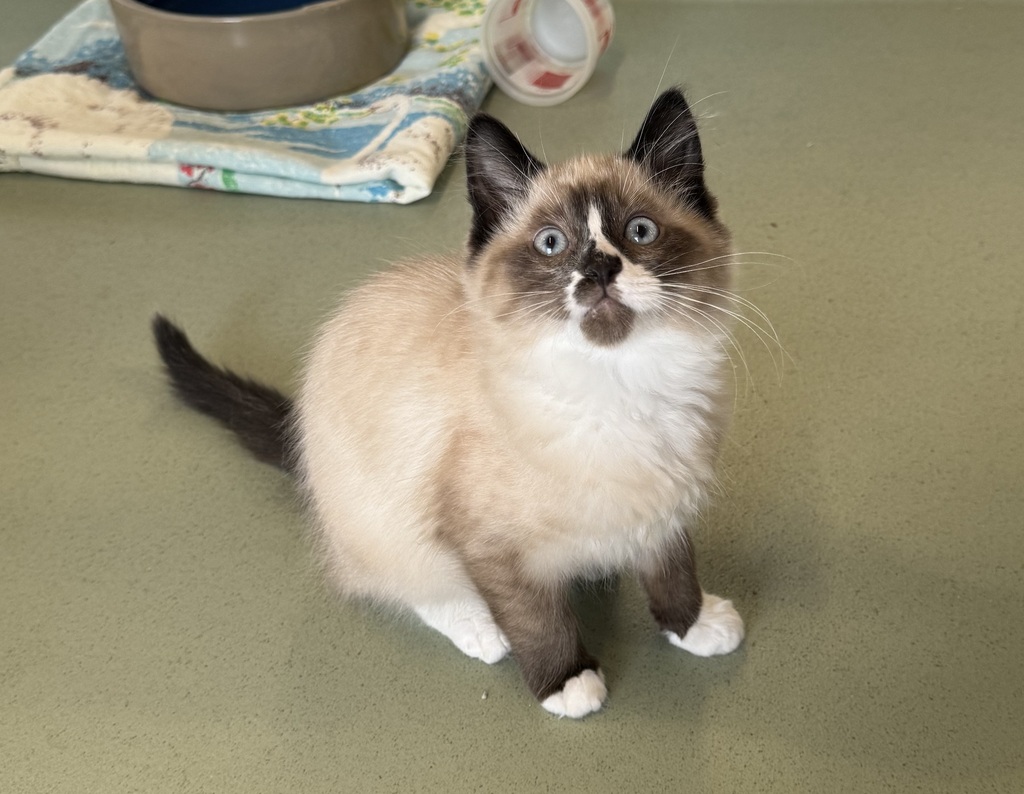 Lancelot - Male Ragdoll Mix Cat in QLD - PetRescue