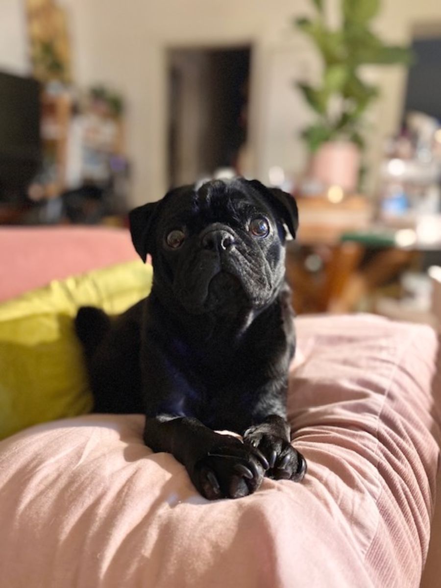 Wilbur - Small Male Pug Dog in NSW - PetRescue