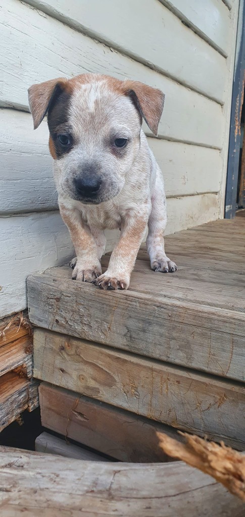 Bluey - Medium Male American Staffordshire Terrier x Blue Heeler Dog in ...
