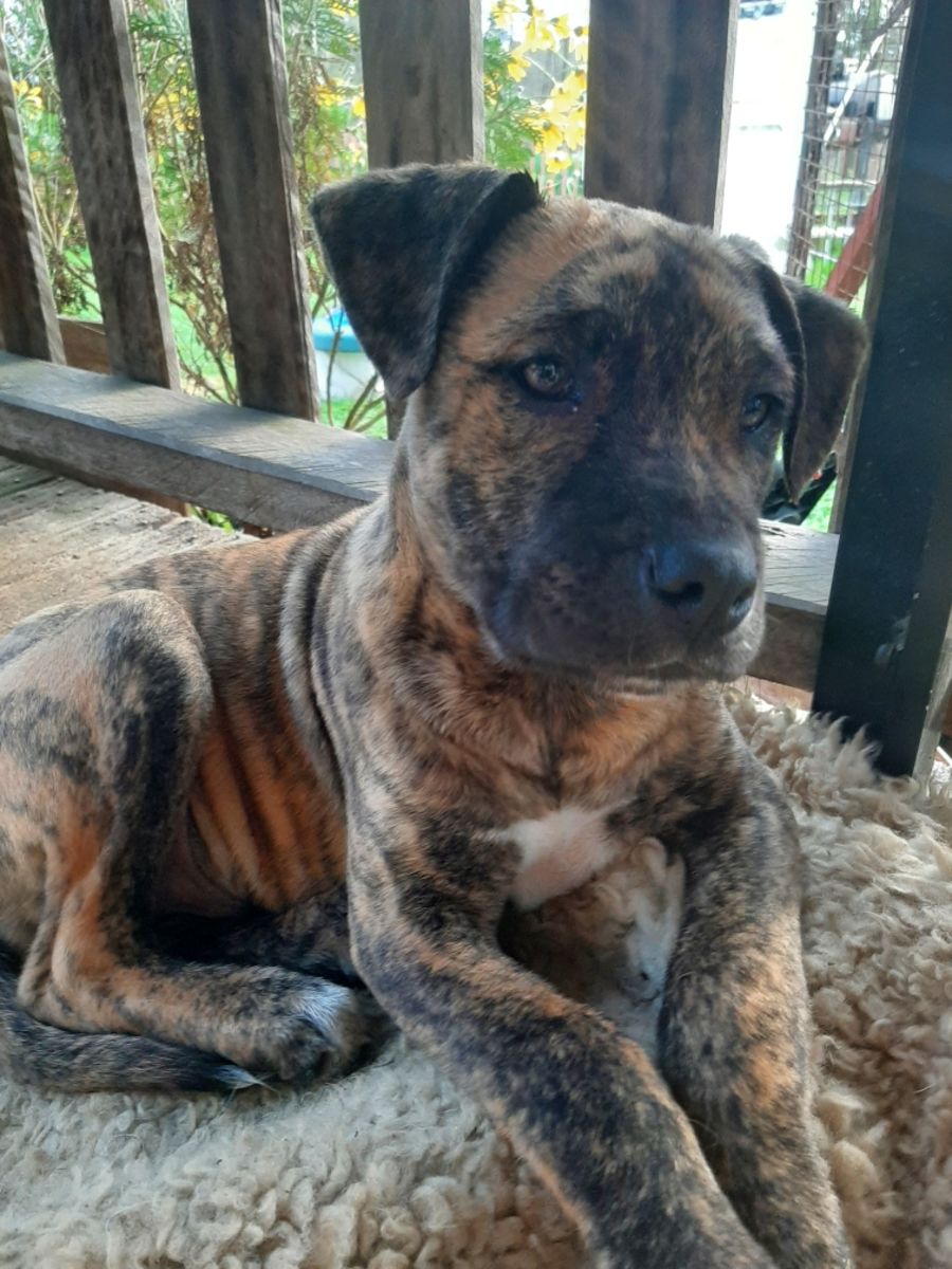 Willow 💜 - Medium Female Staffy Mix Dog in NSW - PetRescue