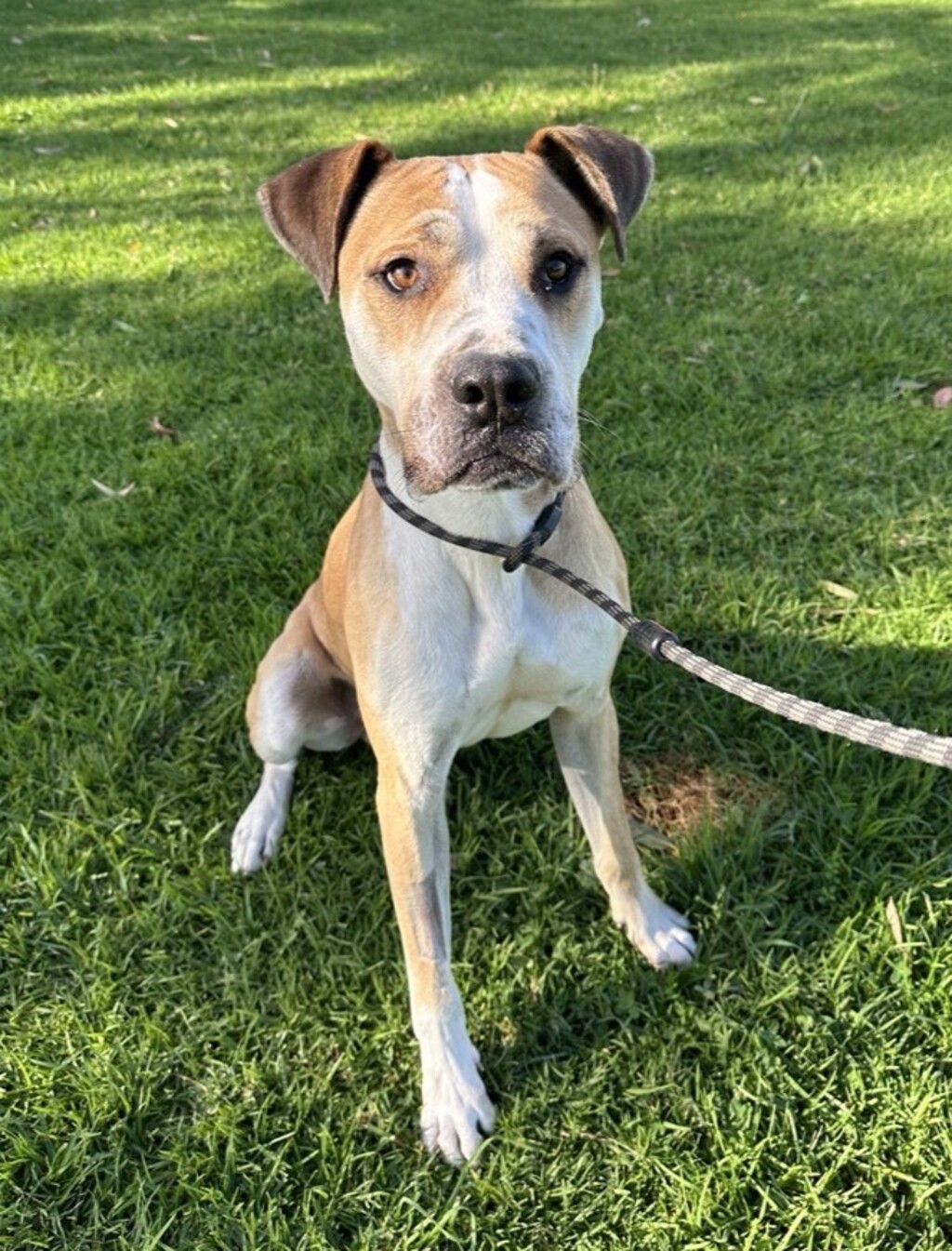 Bowser - Large Male Boxer Mix Dog in VIC - PetRescue
